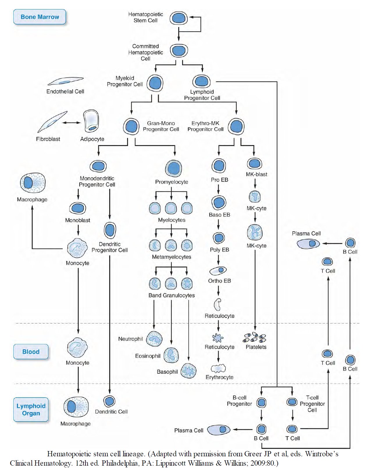 Hematopoiesis Lineage