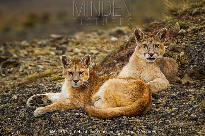 Pumas And Cougars Guide: What's The Difference Between, 46% OFF