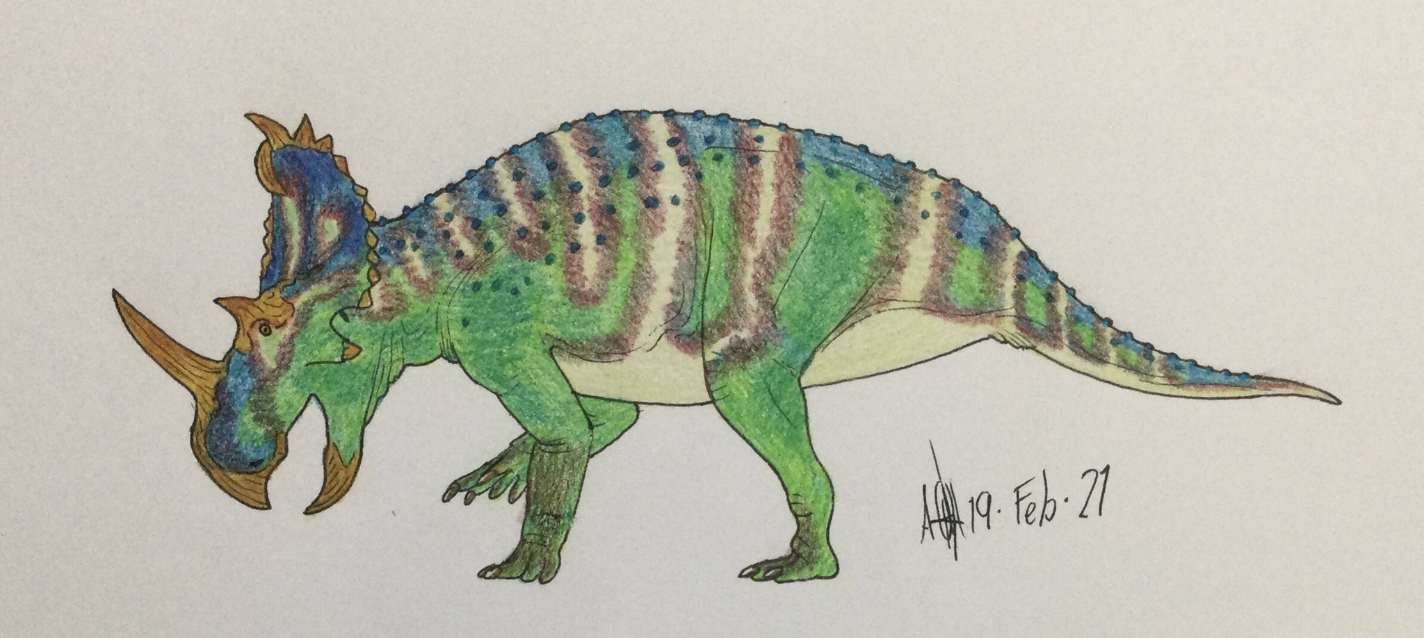 Centrosaurus Apertus