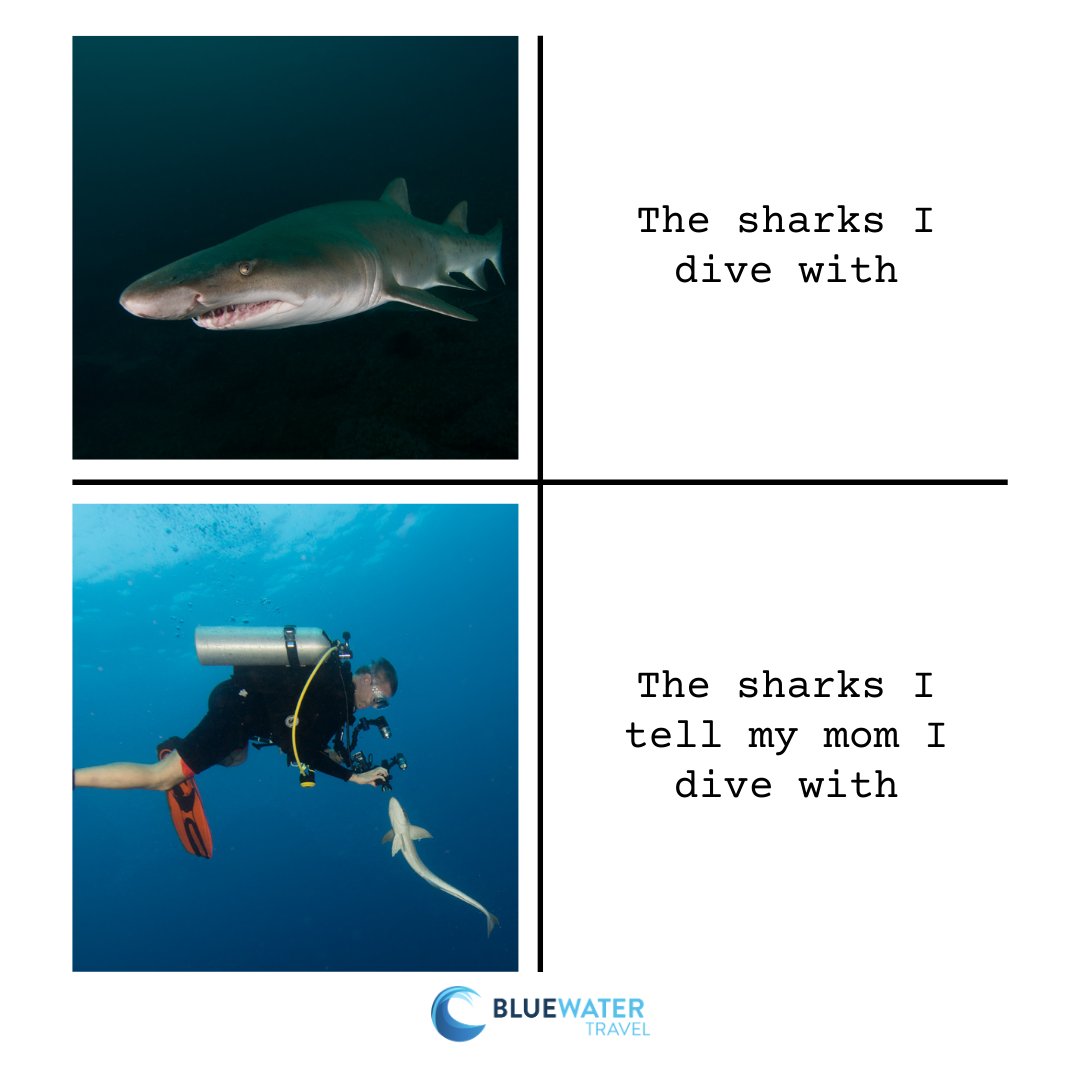 Shark Cage Memes Shark Cage GIFs | Tenor