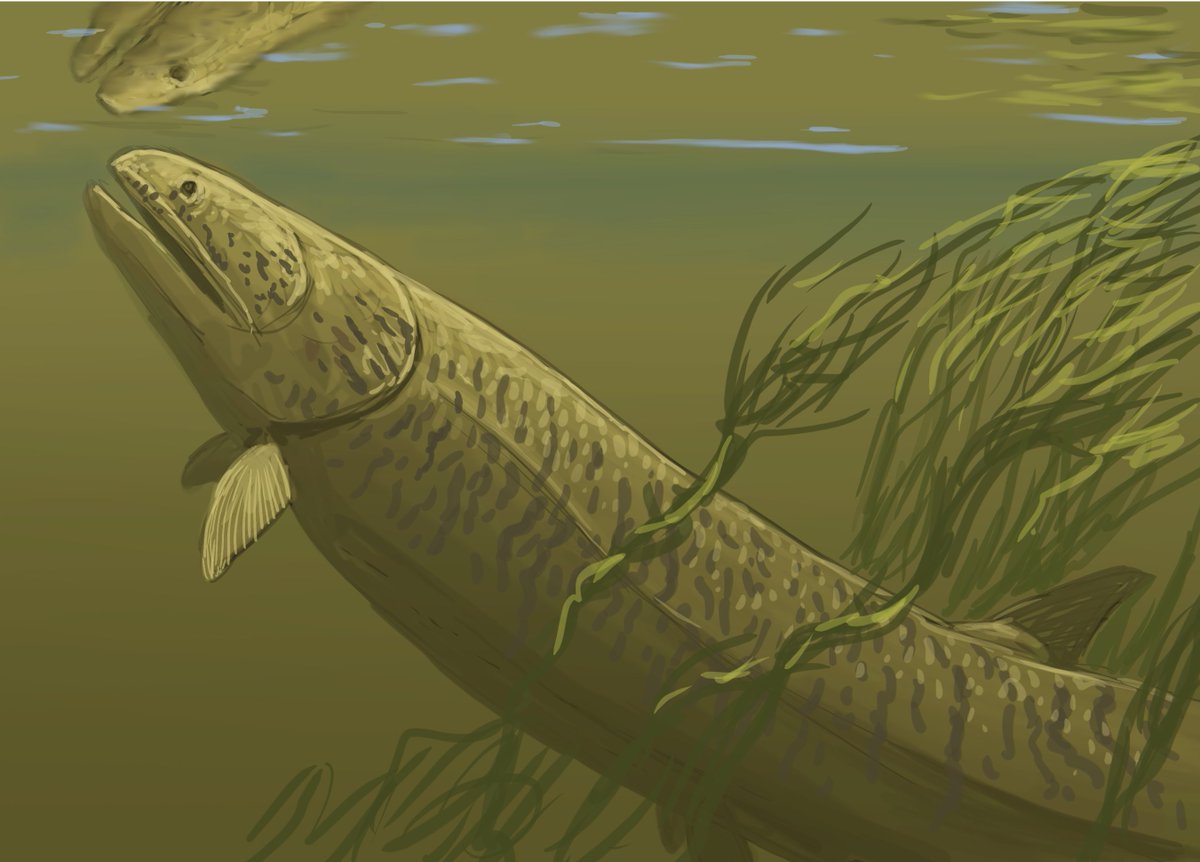 Twoucan - Joschua Knüppe (@JoschuaKnuppe)