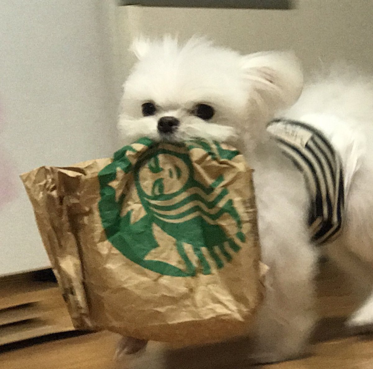 박첨지 (@gansalganjook) | Twitter