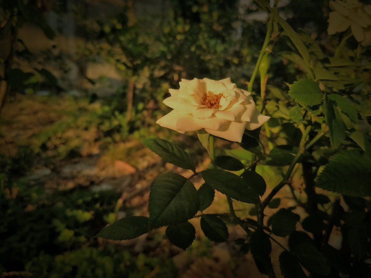 PloyPloy (@SuphanaC) | Twitter