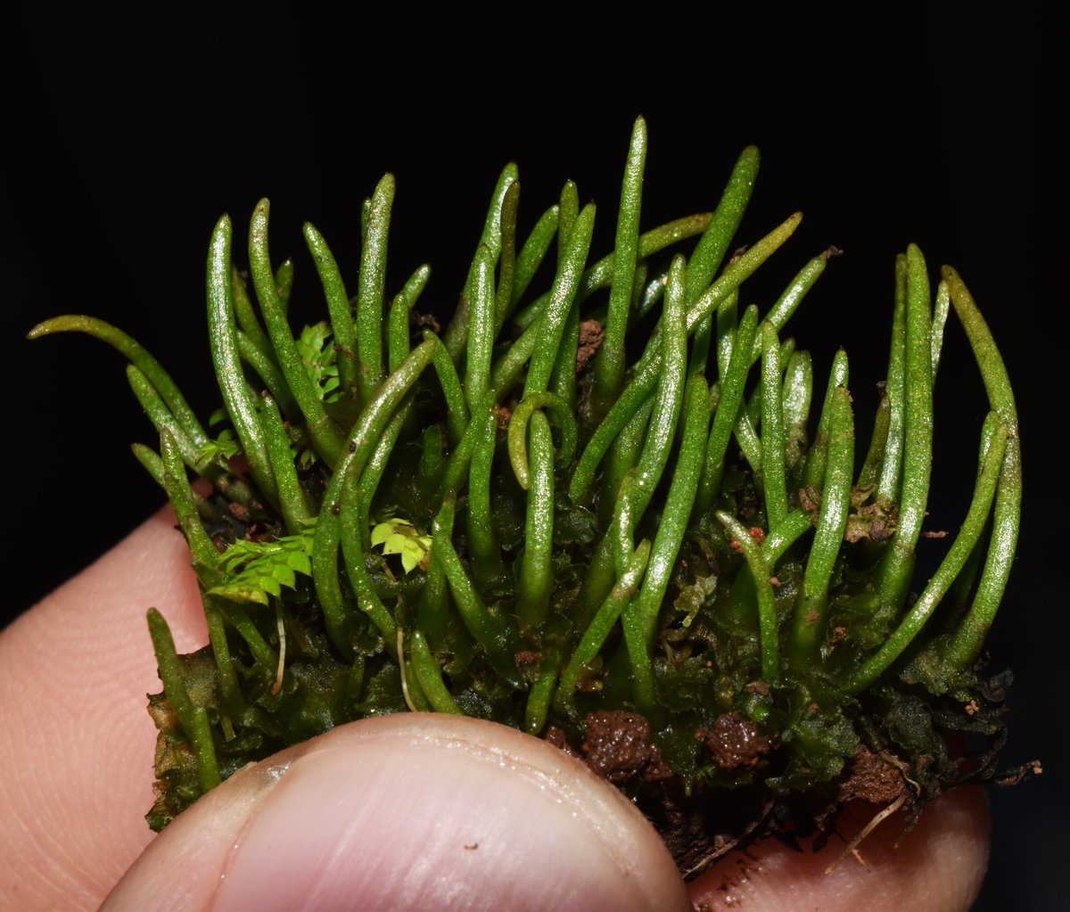 Phylum Anthocerophyta