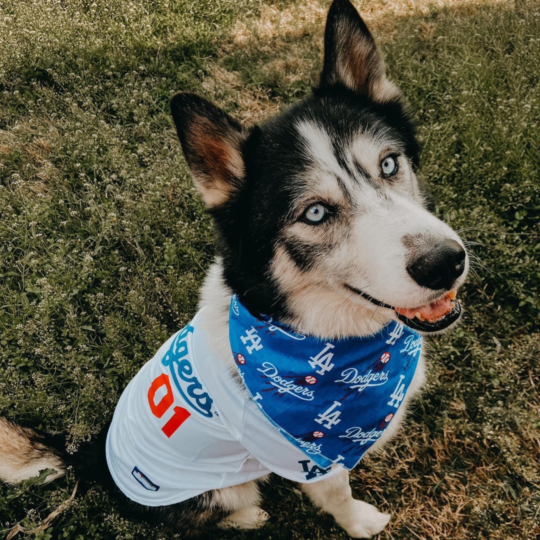Are Fans Good For Dogs
