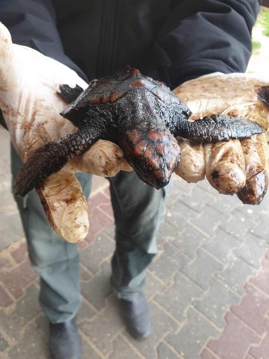 Snapping Turtle Bite Wound