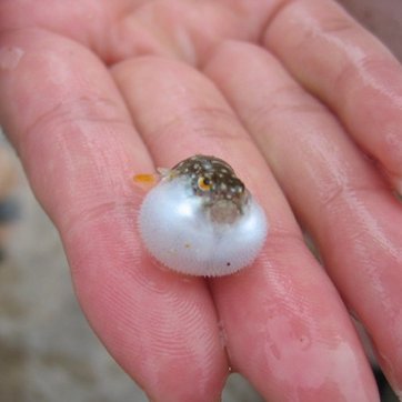 Cute Baby Puffer Fish