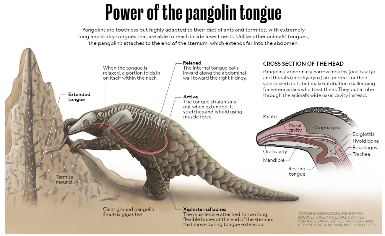 Giant Pangolin Skull