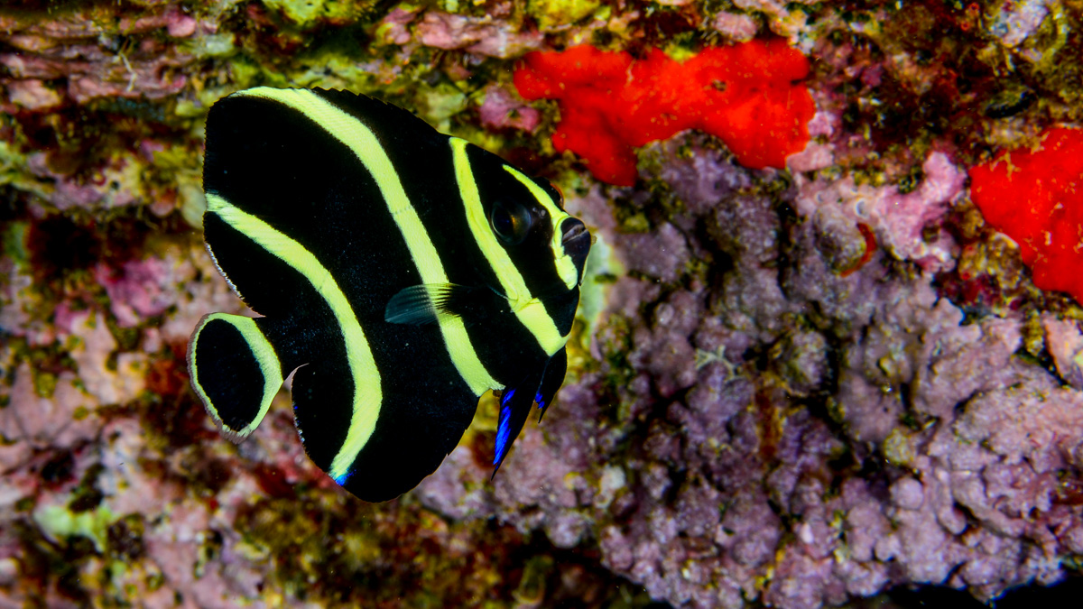 Baby French Angelfish