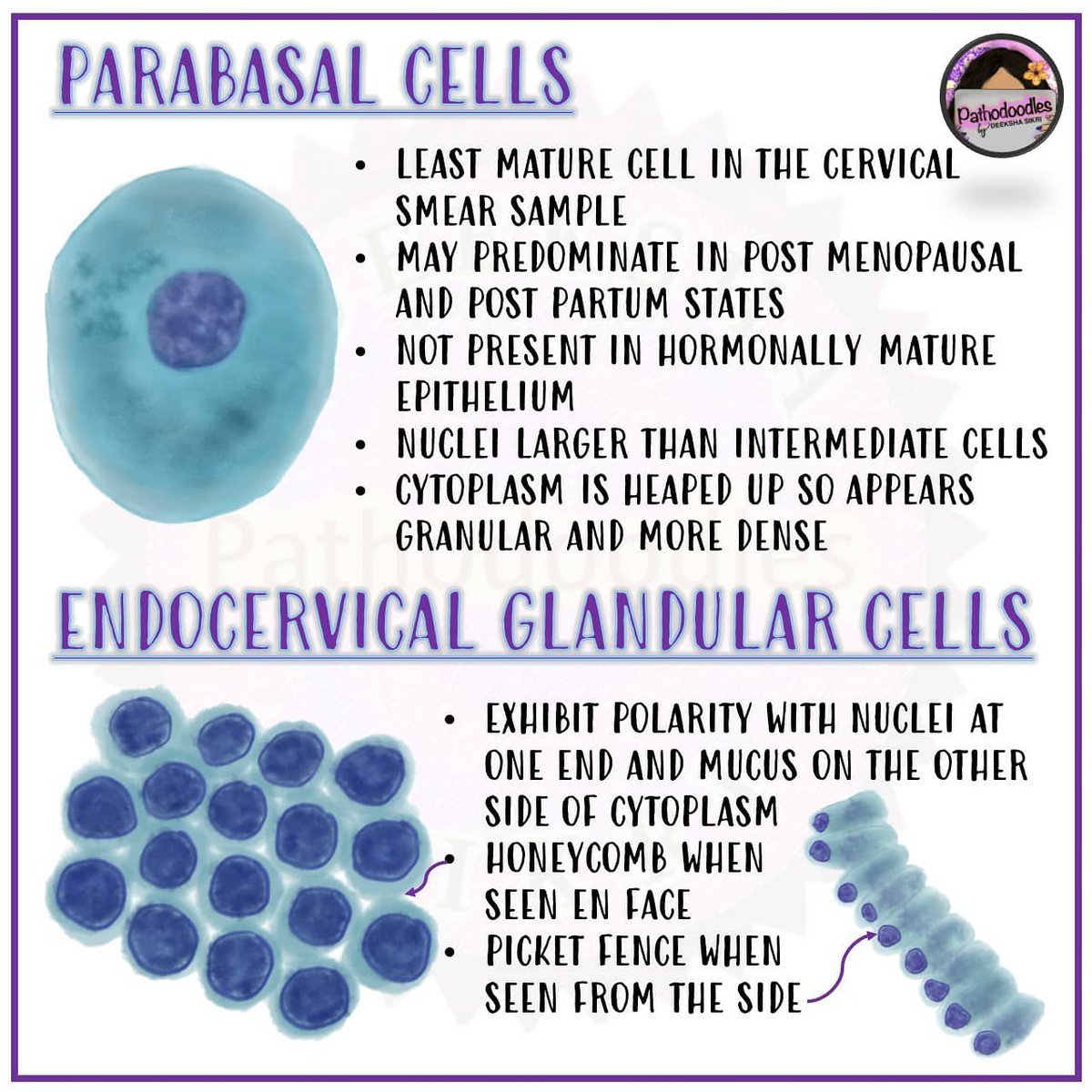 Parabasal Cells