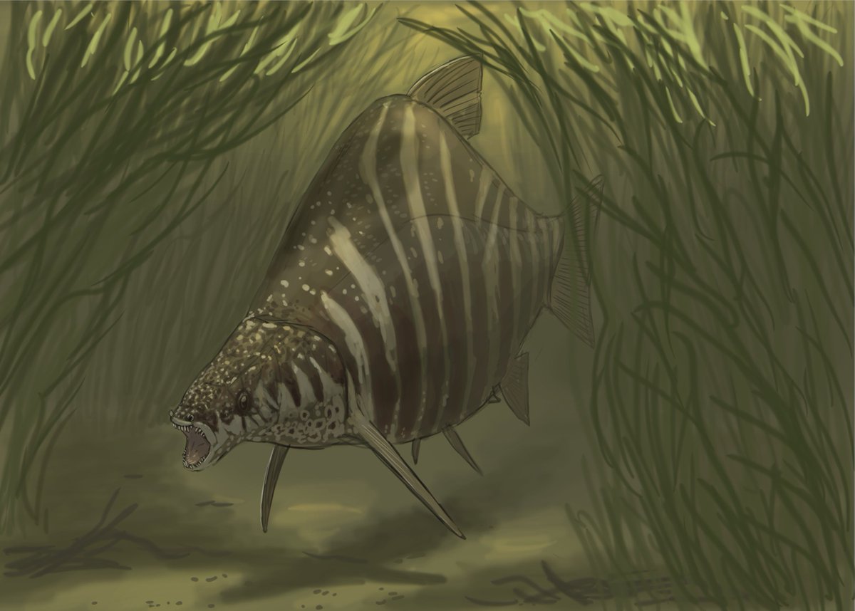 Twoucan - Joschua Knüppe (@JoschuaKnuppe)