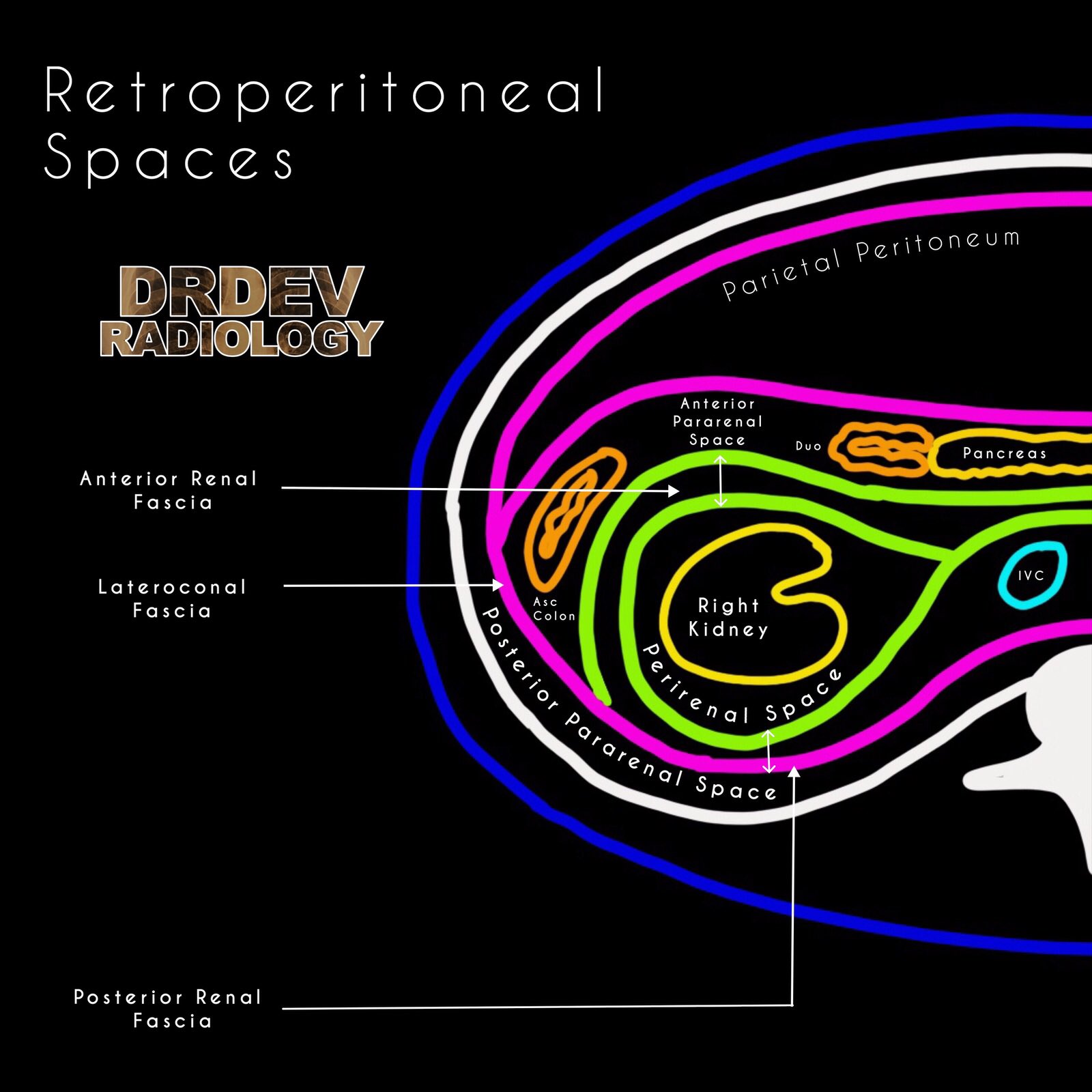 Retroperitoneal Space
