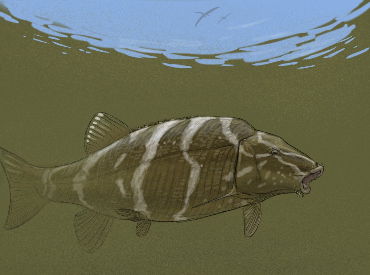 Twoucan - Joschua Knüppe (@JoschuaKnuppe)