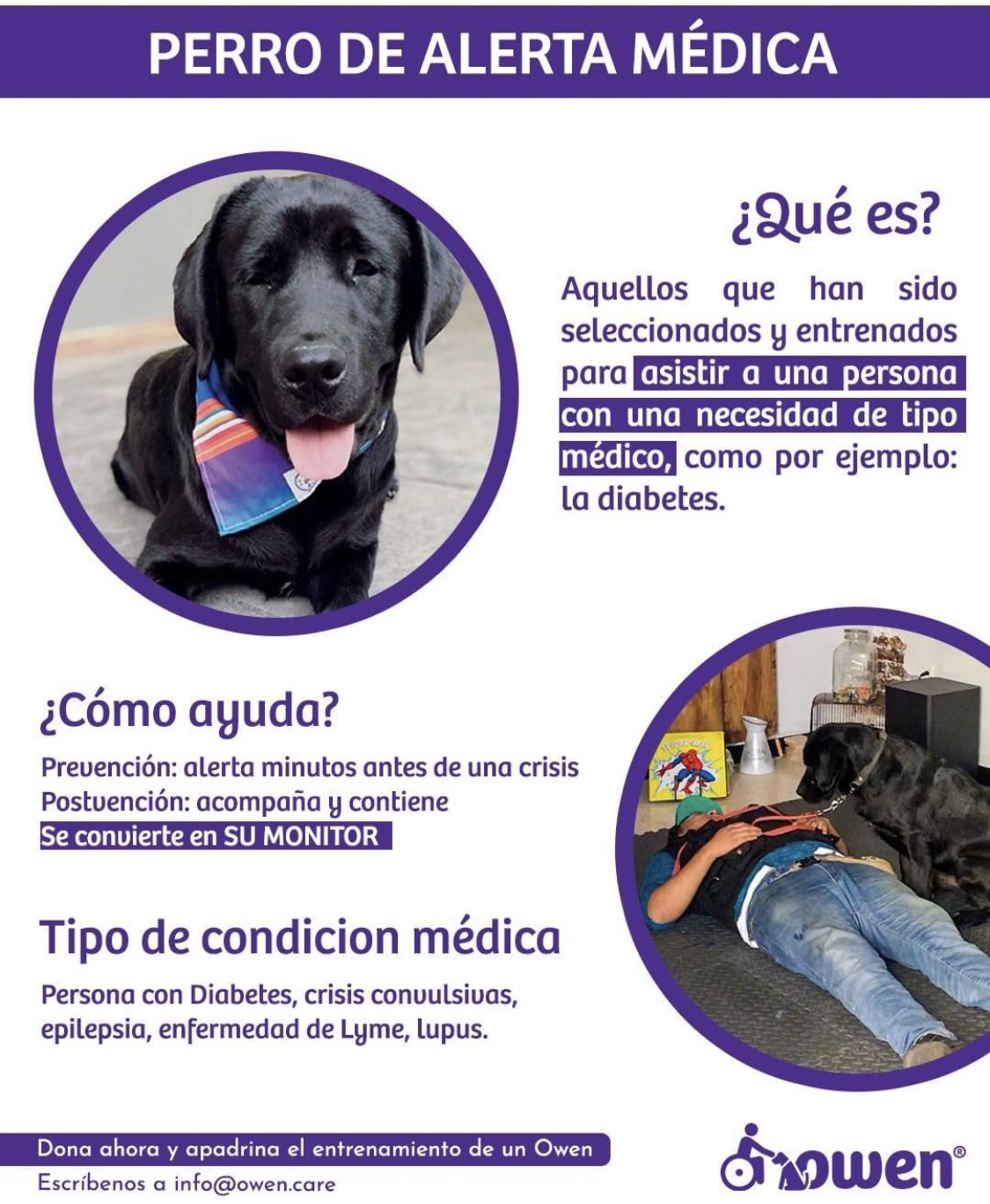 Es Un Perro De Alerta Médica Un Perro De Servicio