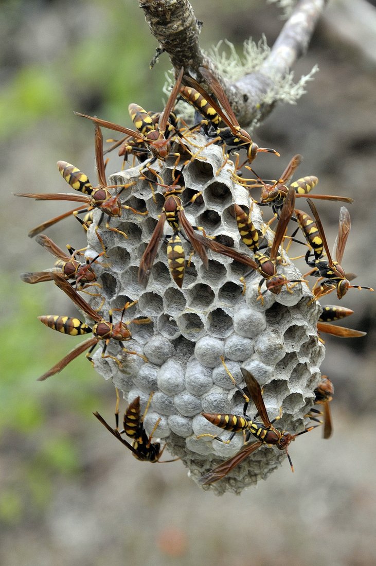 A tientas batalla inercia avispa papelera nido . estropeado Brutal