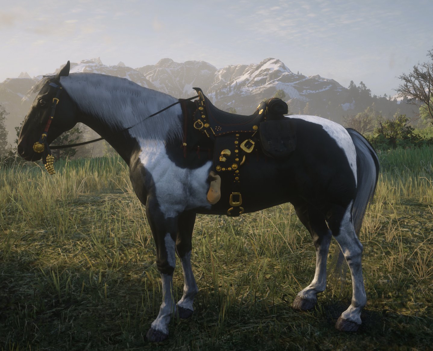 Hungarian Half Bred Horse