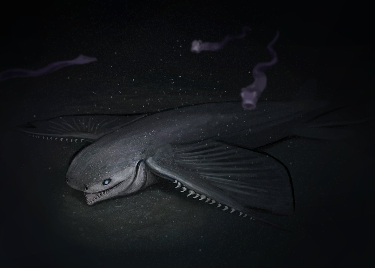 Twoucan - Joschua Knüppe (@JoschuaKnuppe)