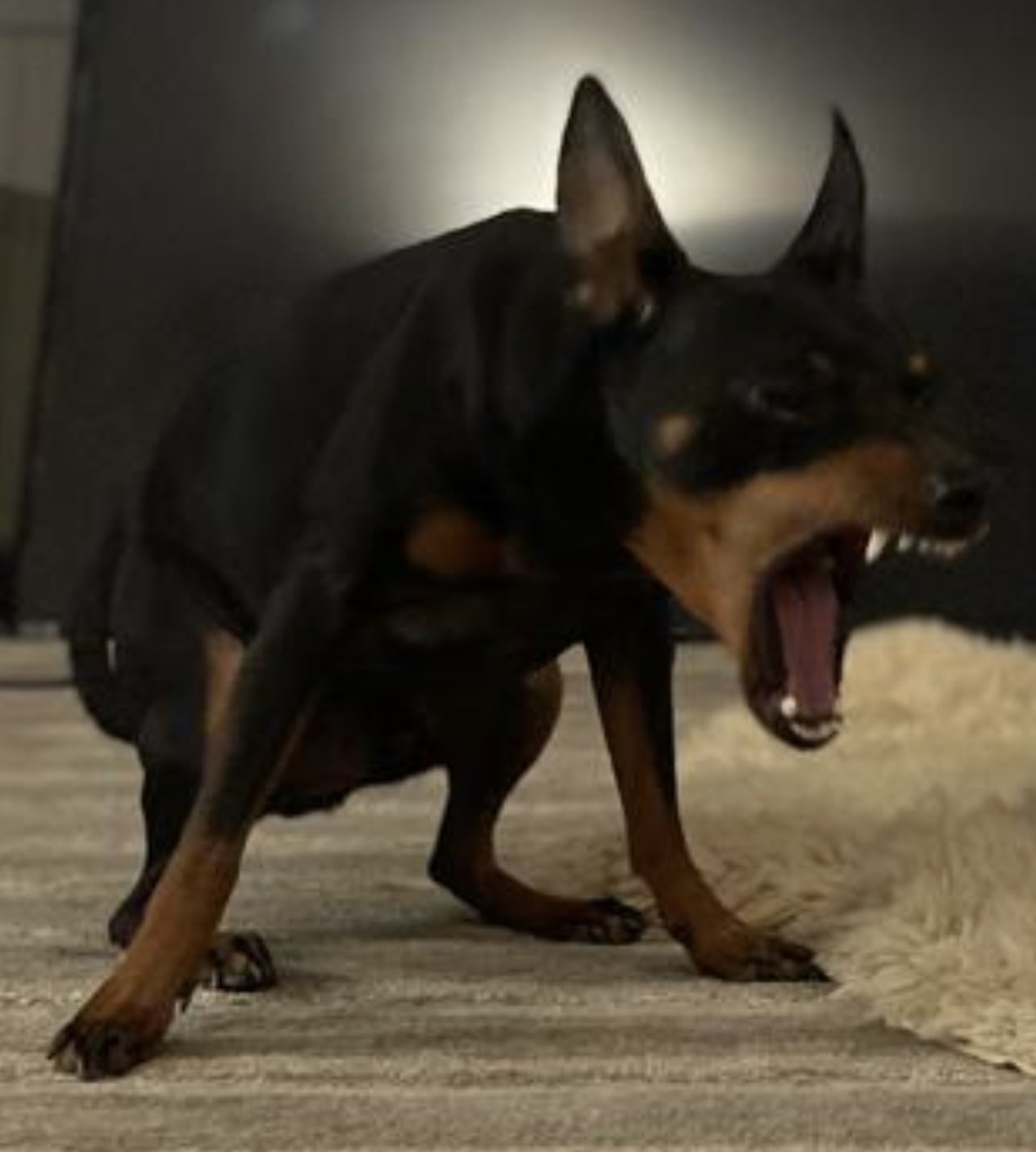 A Demon That Looks Like A Dog