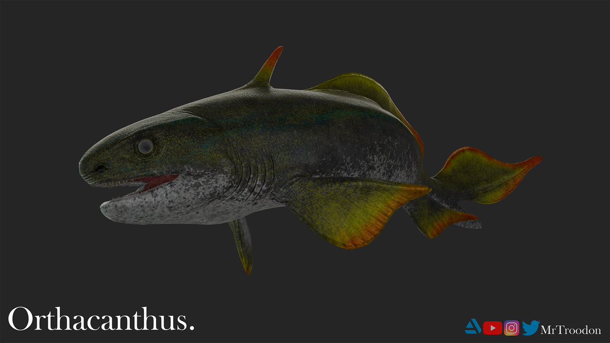Orthacanthus Shark