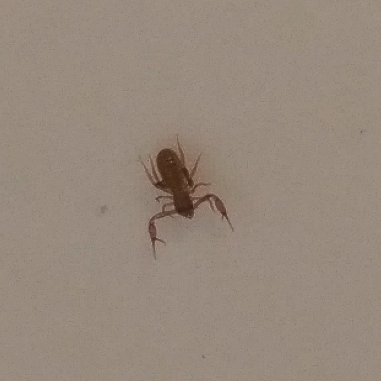 Baby Pseudoscorpion