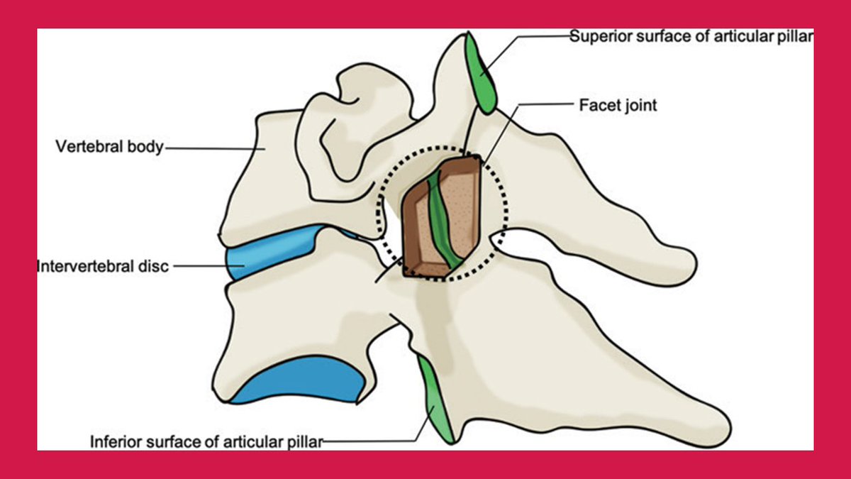 Superior And Inferior Articular Process