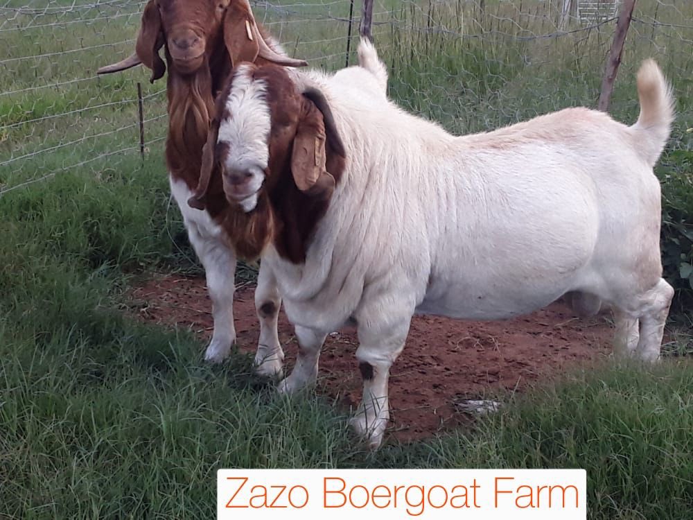 Boer Goats Doe