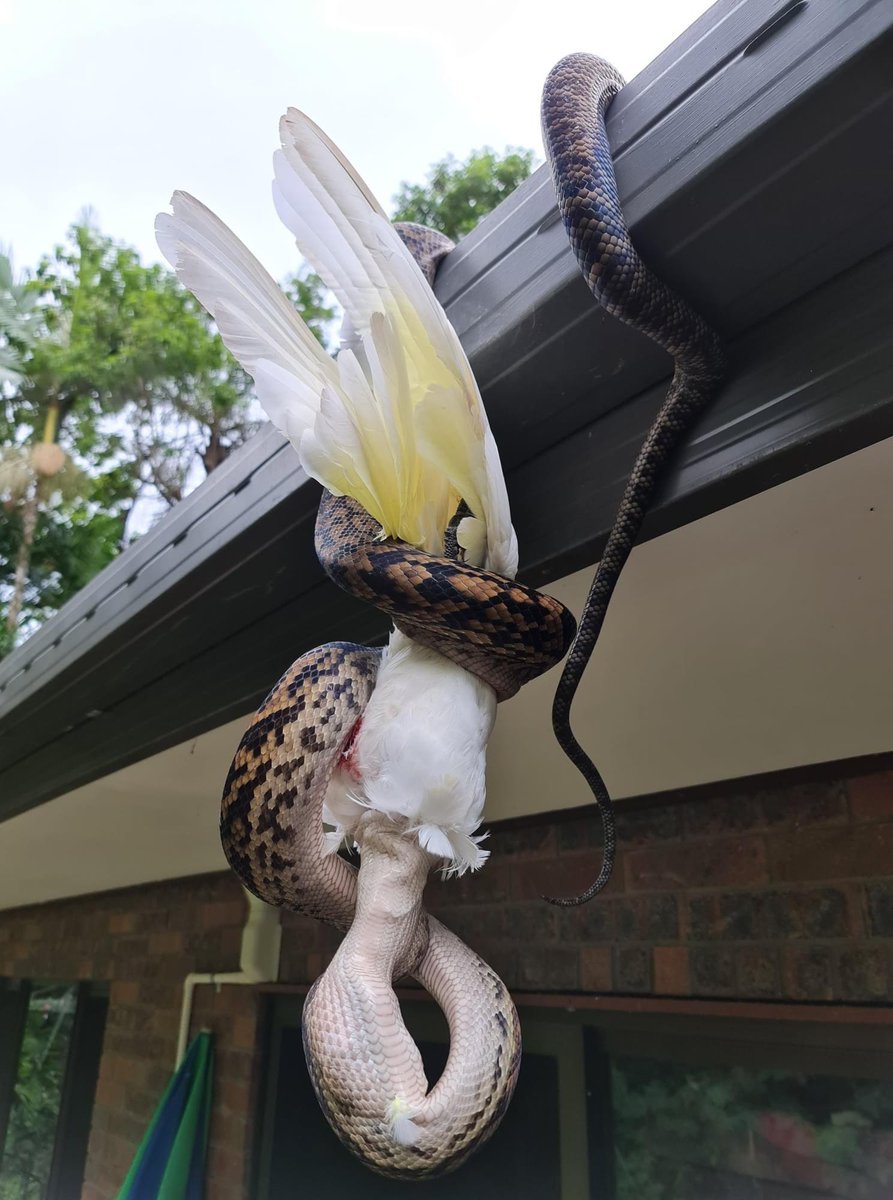 The Horror of a Snake Eating a Bird from a Tree (video)