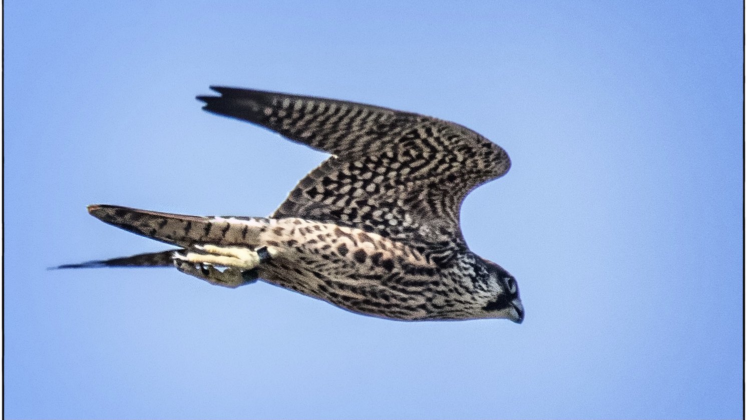 Fastest Animal On Earth Peregrine Falcon