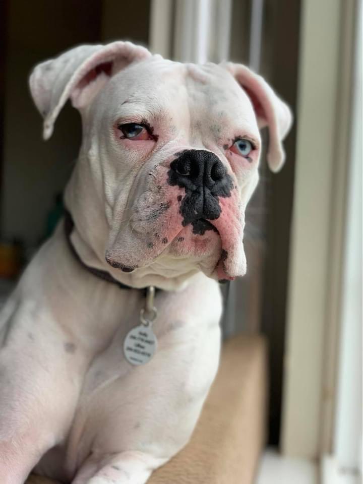 White Boxer Blue Eyes