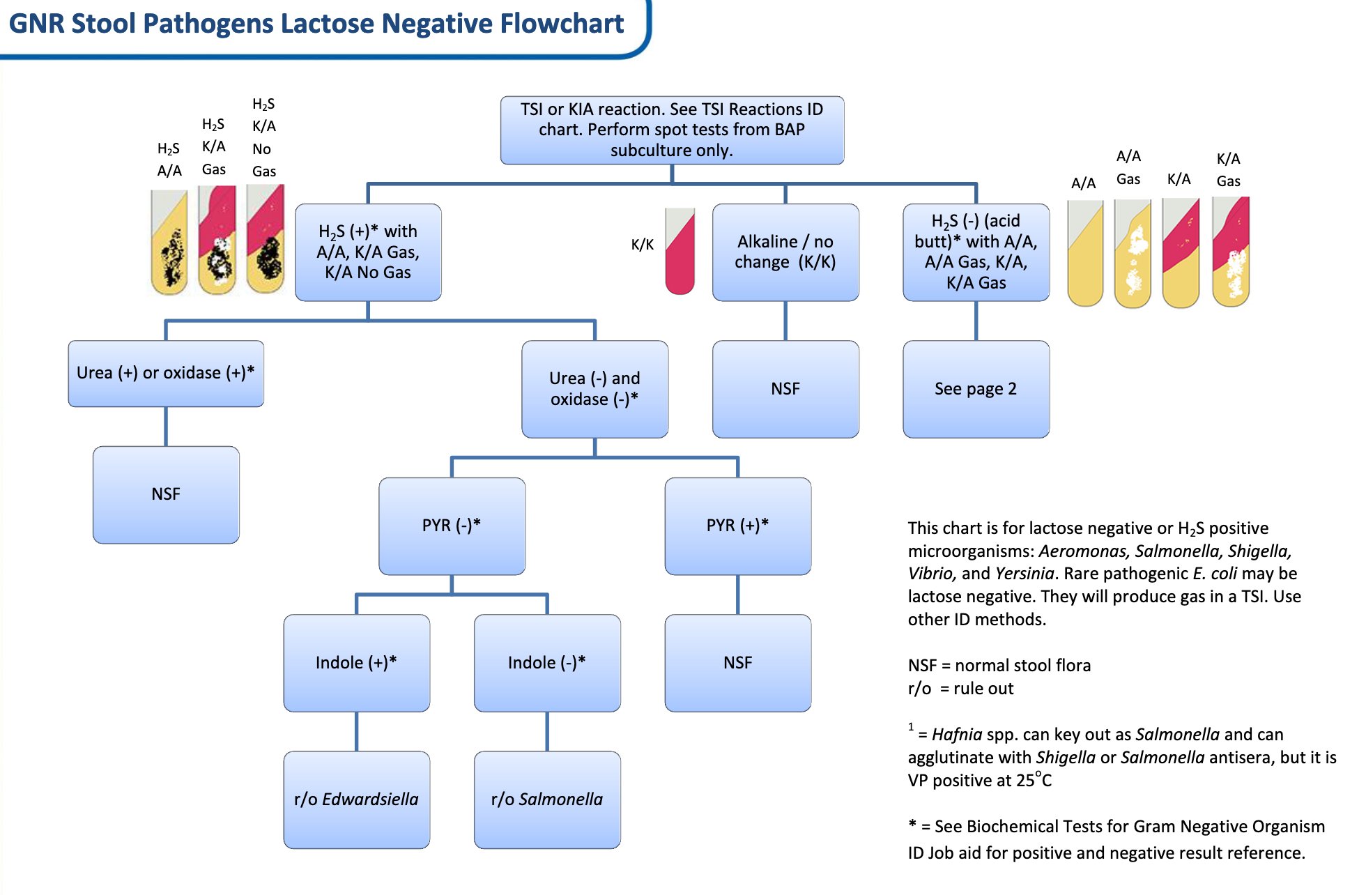 Lactose Negative Oxidase Negative