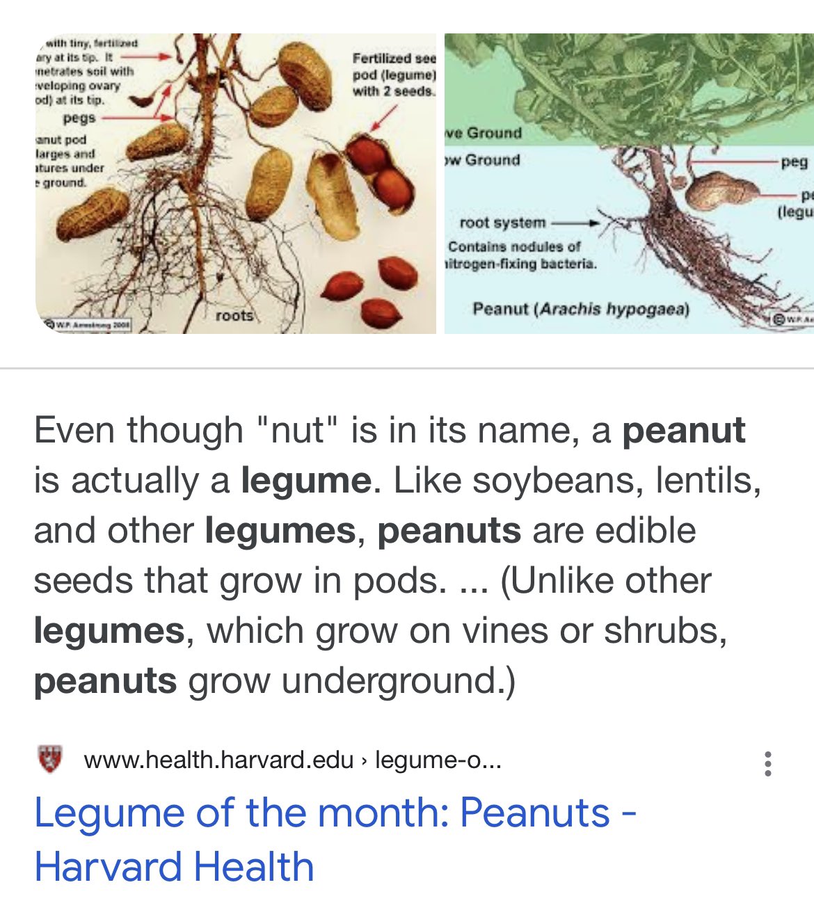 Peanuts Legumes Nitrogen