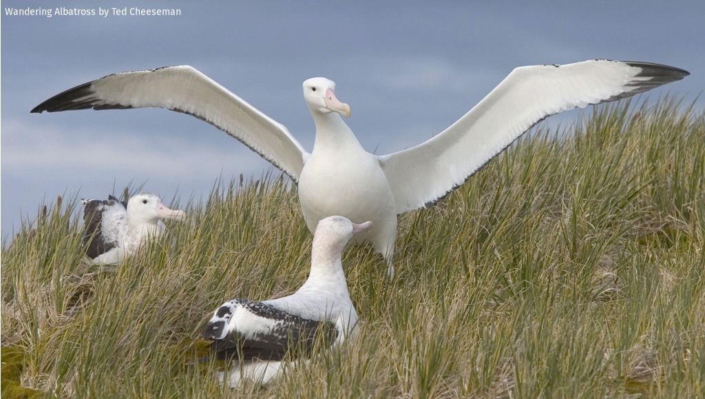 Wandering Albatross Wingspan Comparison