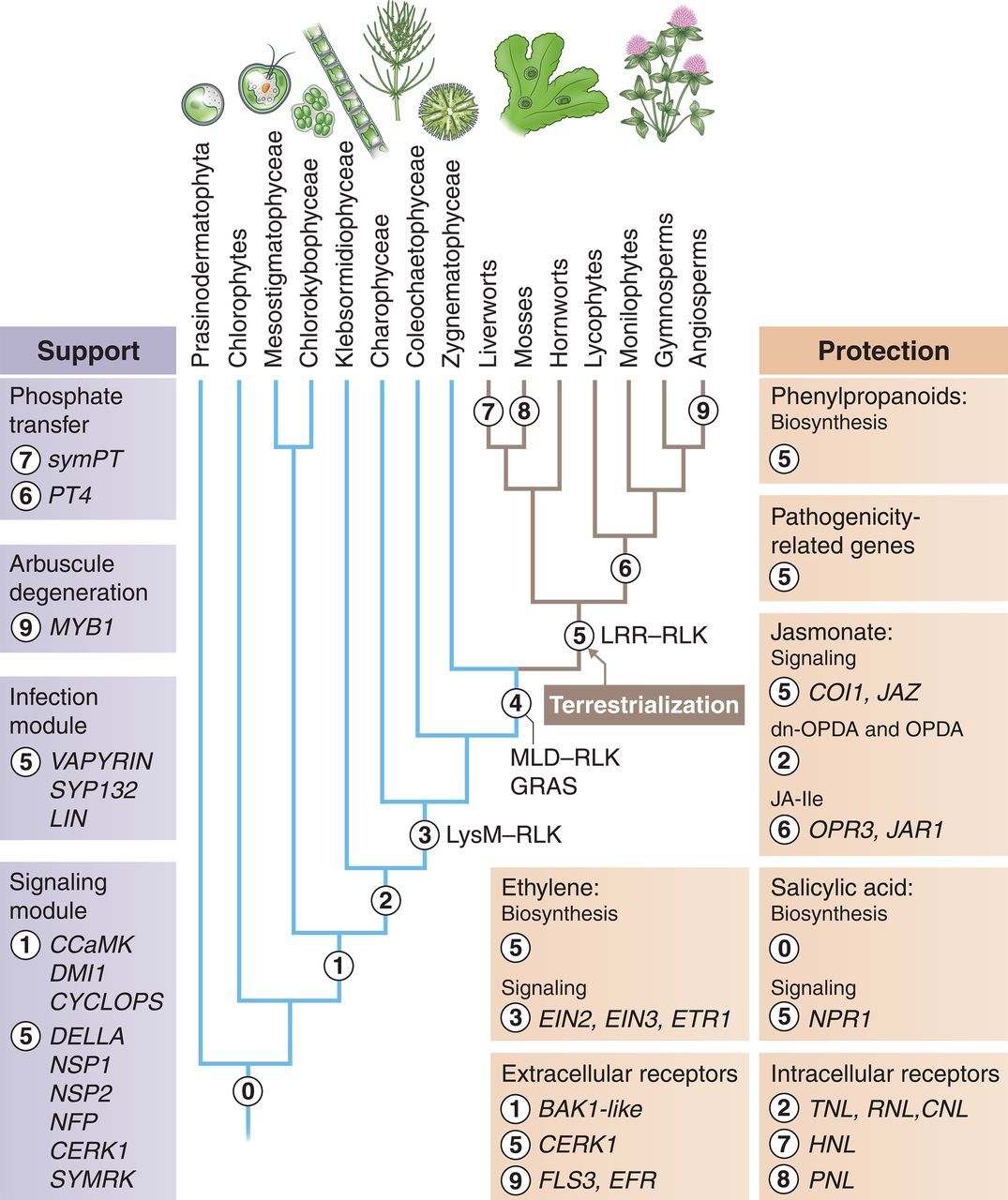 Plant Phylogeny