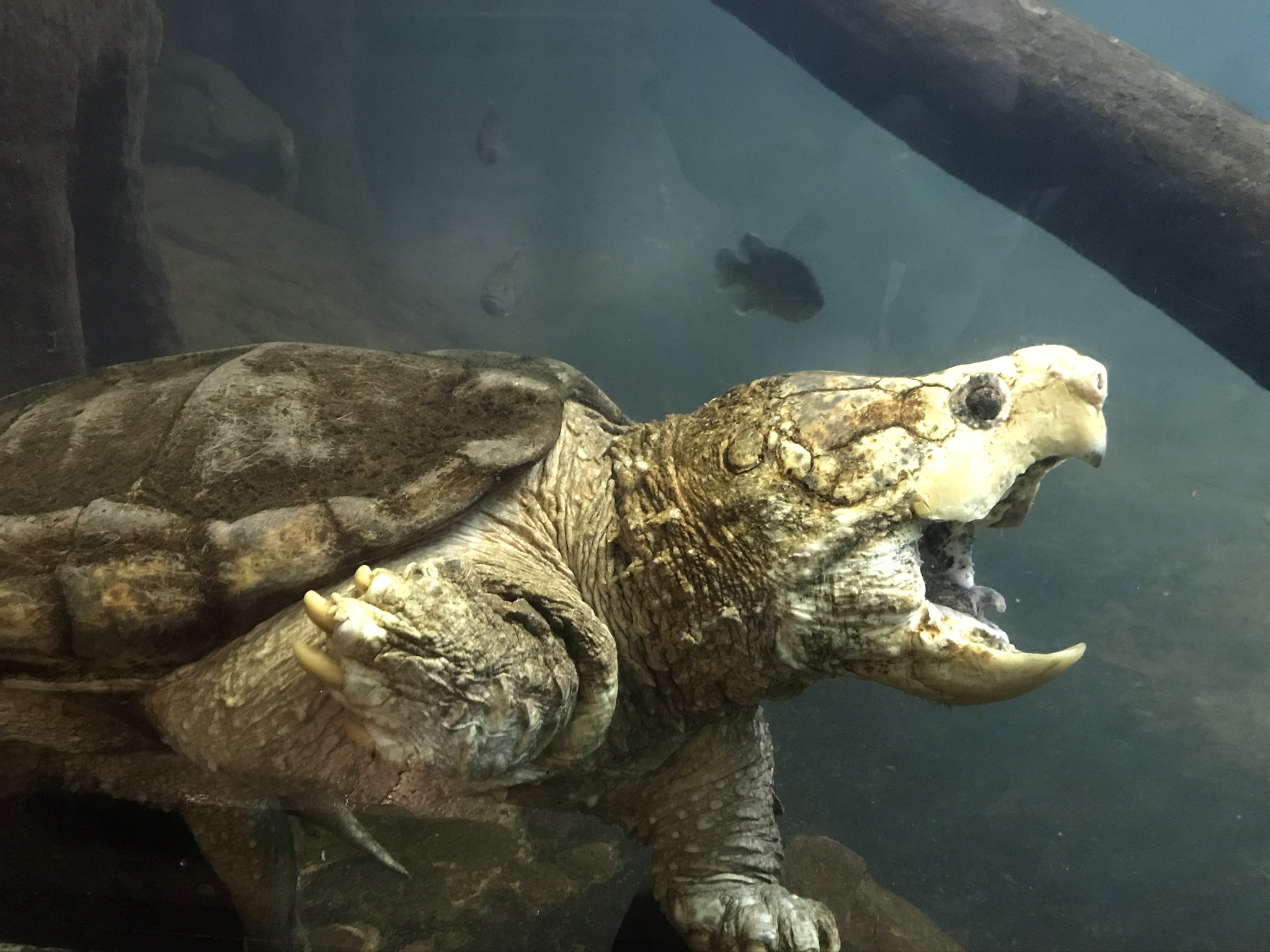 The Worlds Biggest Alligator Snapping Turtle