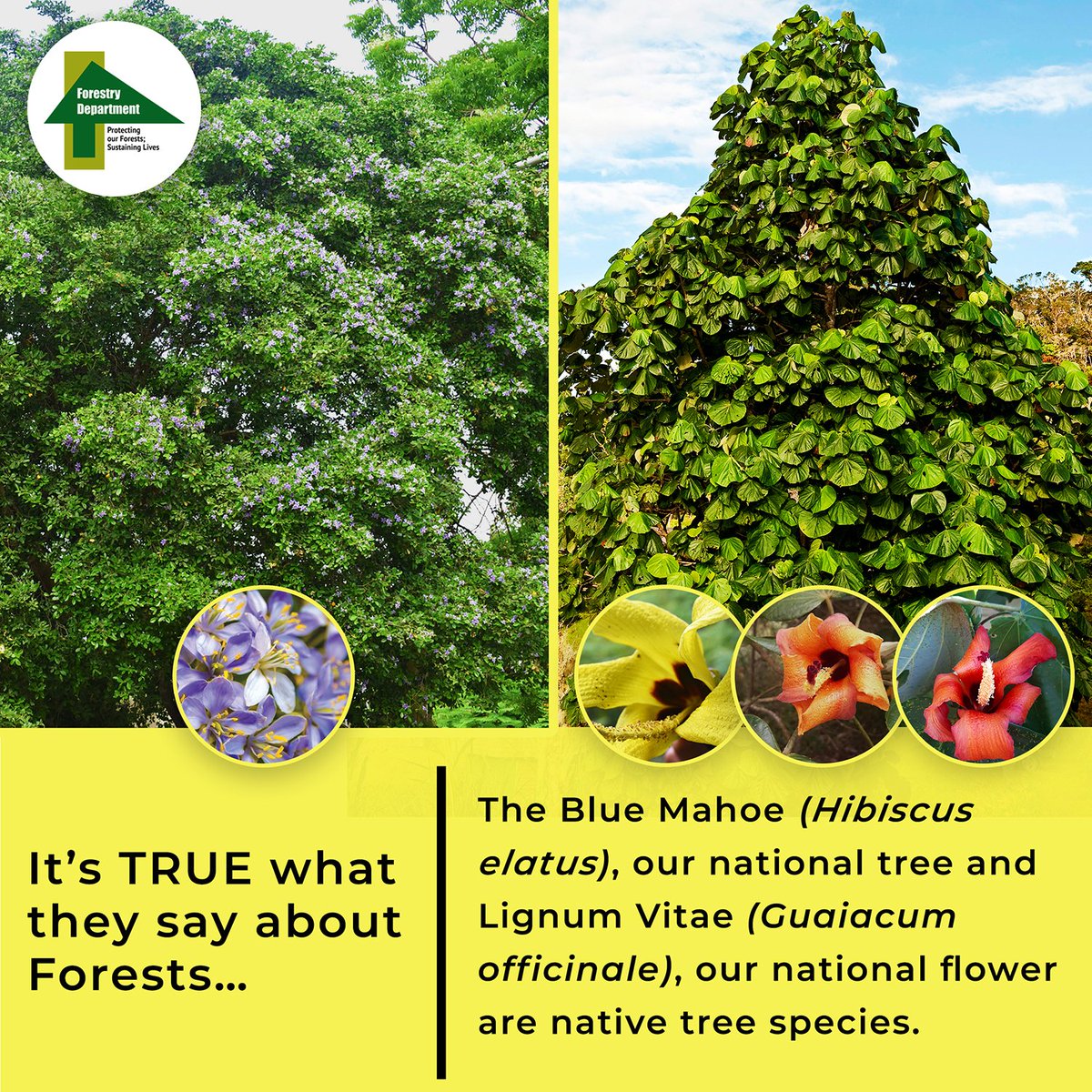 Jamaican National Tree Natural Histories: A Note On Cotton Trees And