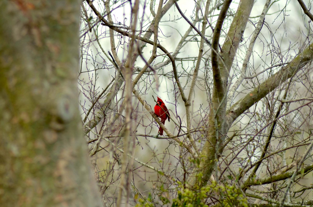 「Cardinal guy? 」|Savanna Ganucheauのイラスト