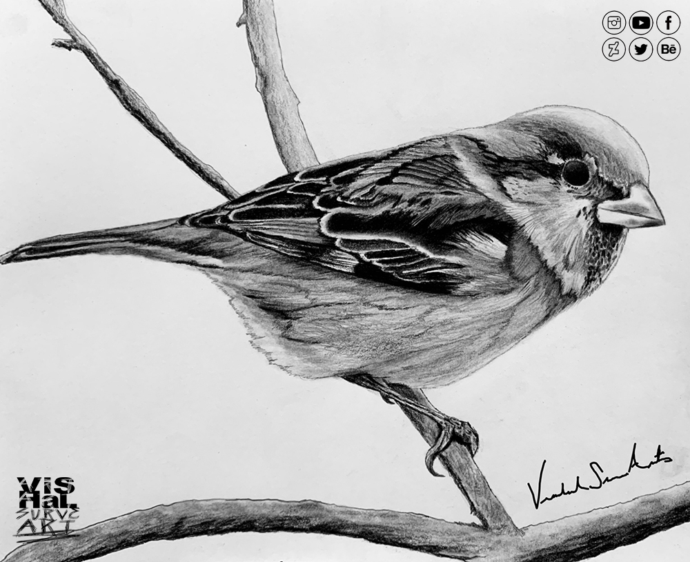 Realistic Sparrow Drawing