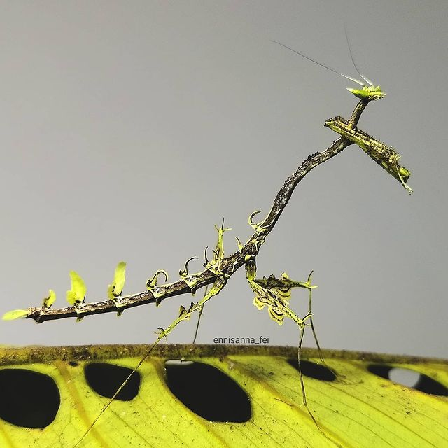 The Dragon Mantis — Nature’s Tiny Dragon! 🪴🐉 – New and Tips