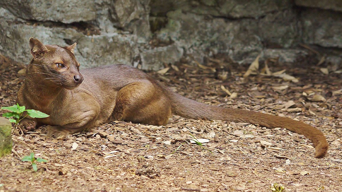 Fossa Tail