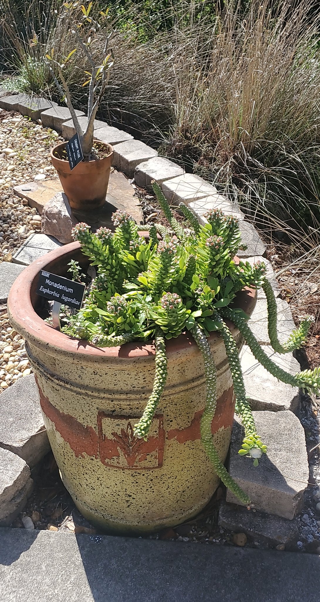 TW Pornstars - 3 pic. ♚Vicky Vixxx♚. Twitter. ⚠️My father has been ...