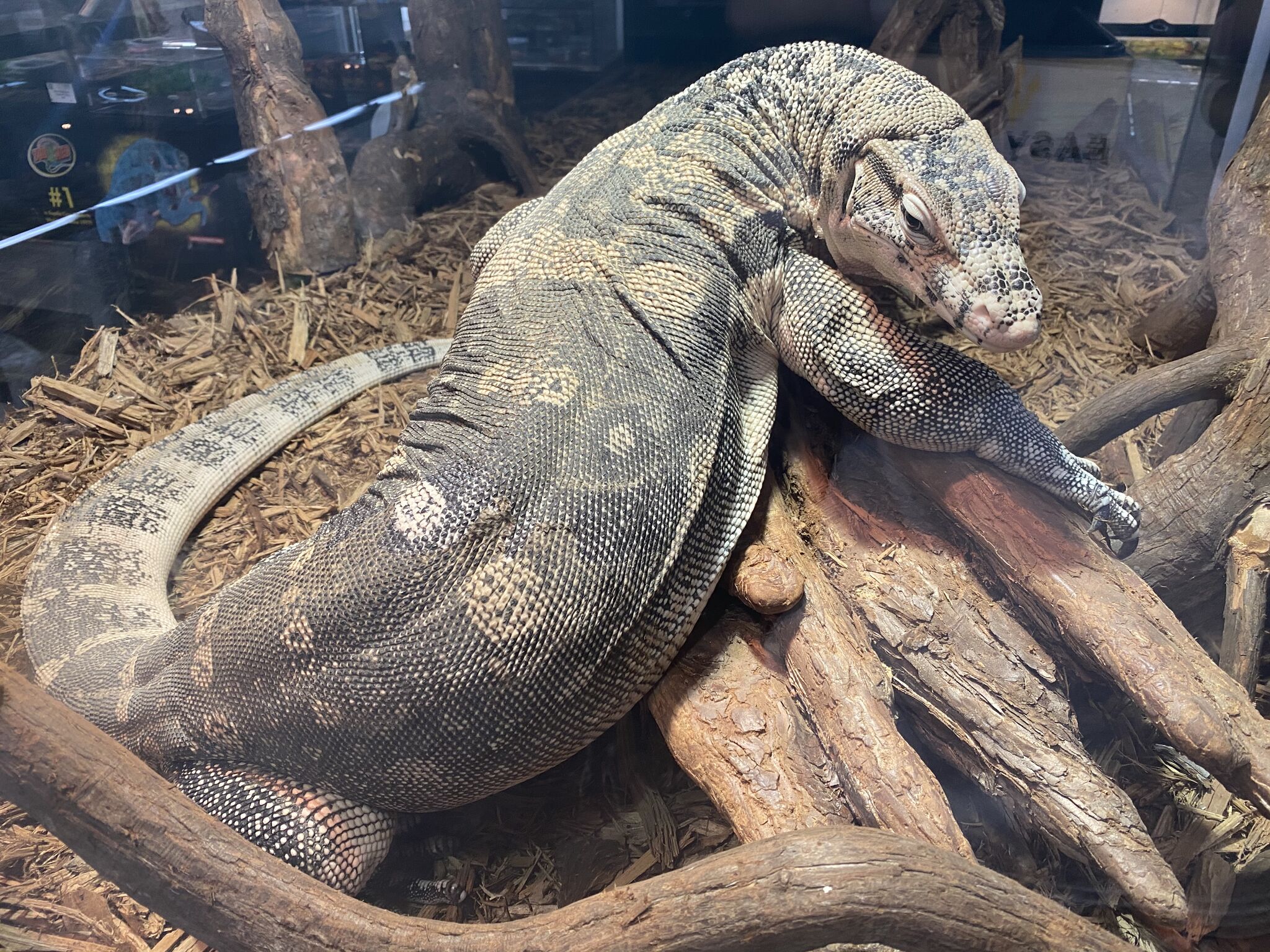 Asian Water Monitor Pet