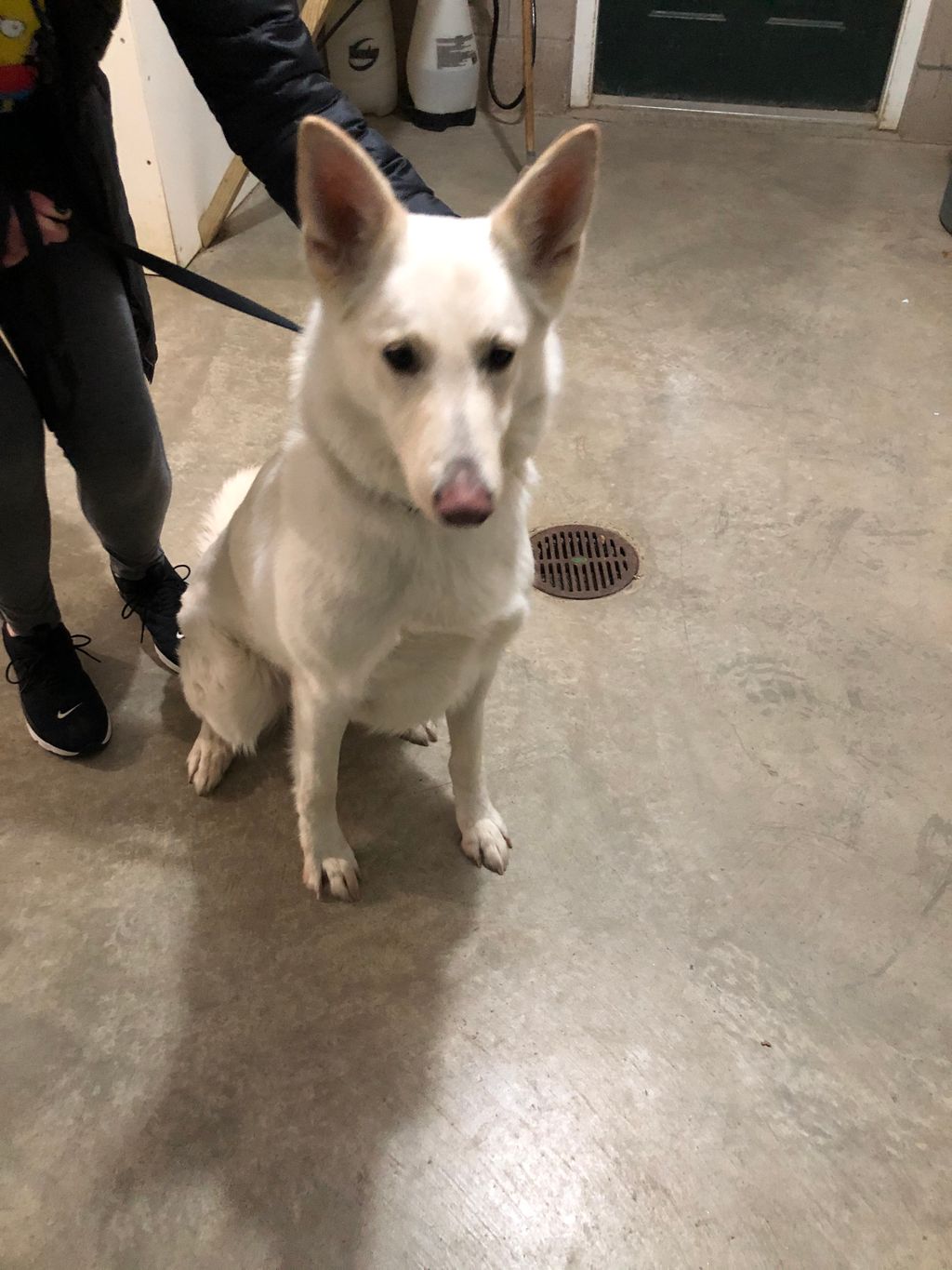 Female White German Shepherd