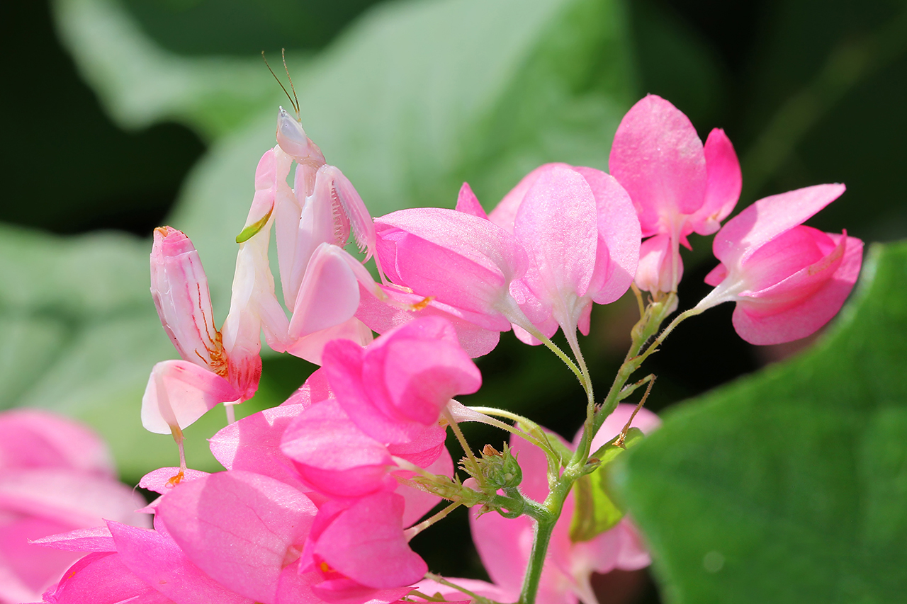 Orchid Mantis Camouflage