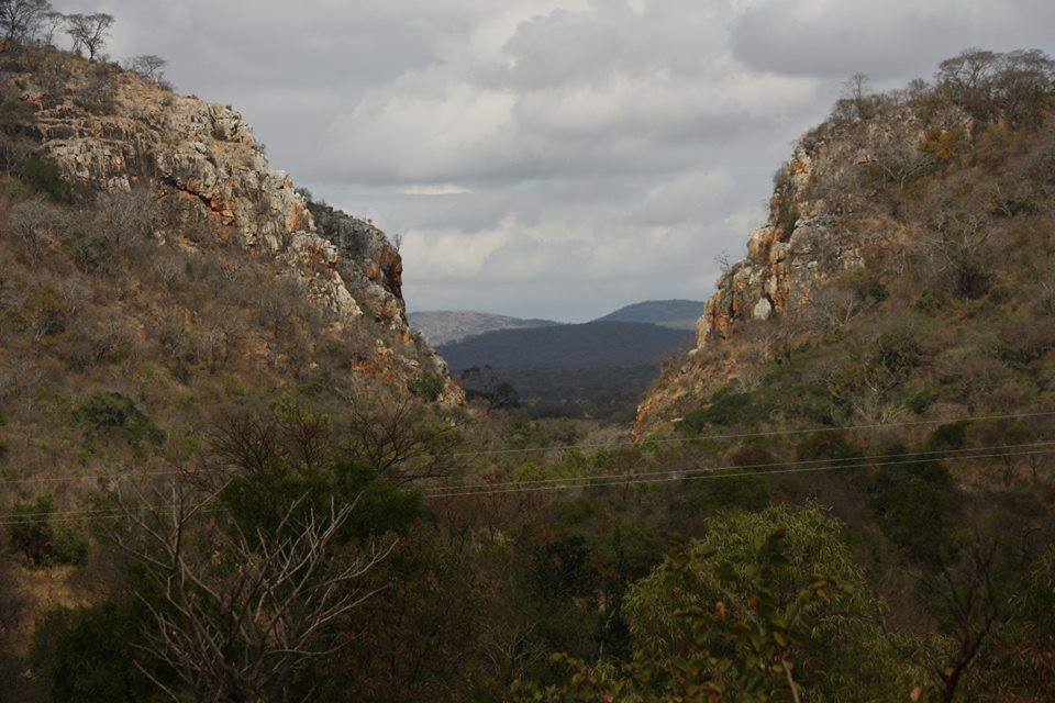 Zim Local @zimlocals Timeline, The Visualized Twitter (Analytics)