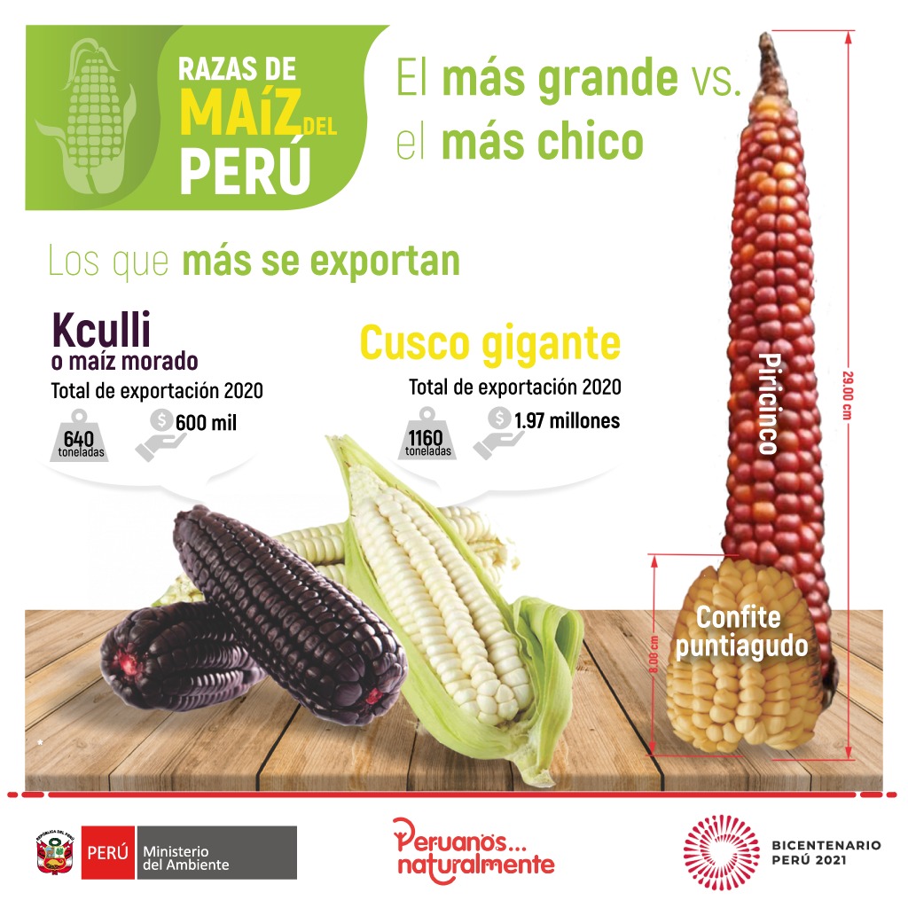 italiano conferencia Definir variedades de maiz en el peru cien micro ...