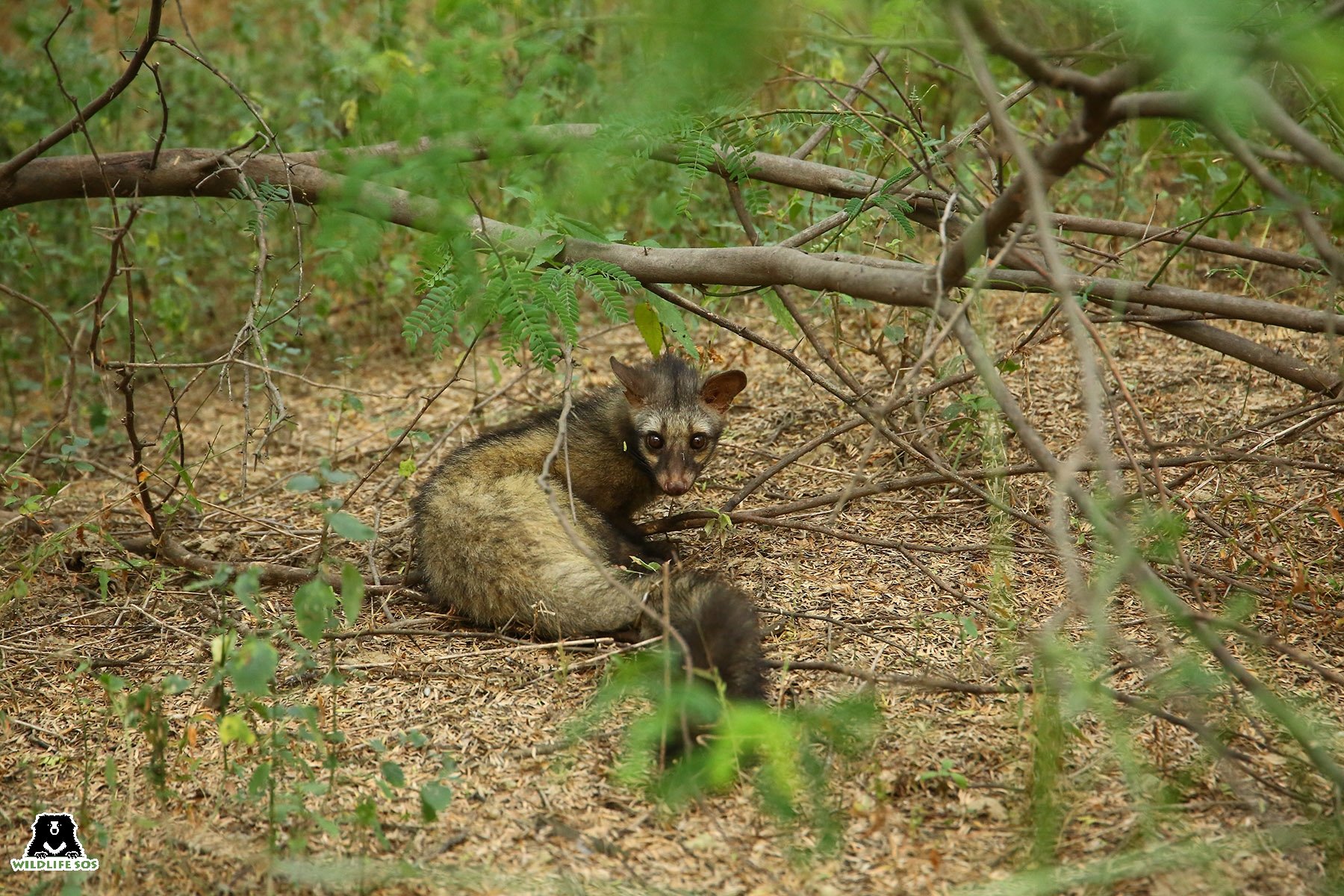 Palm Civet Cat