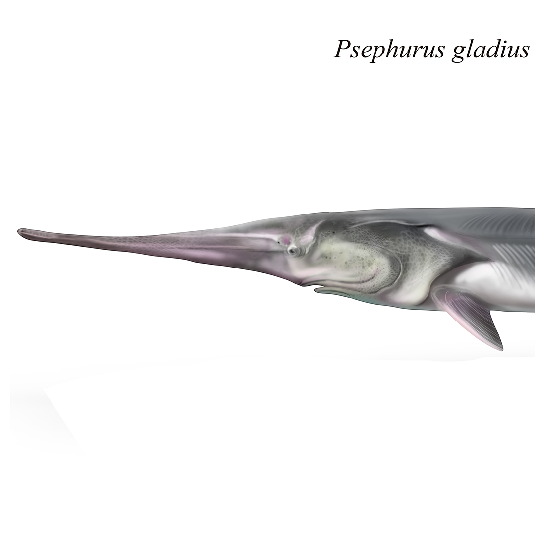 Chinese Giant Paddlefish