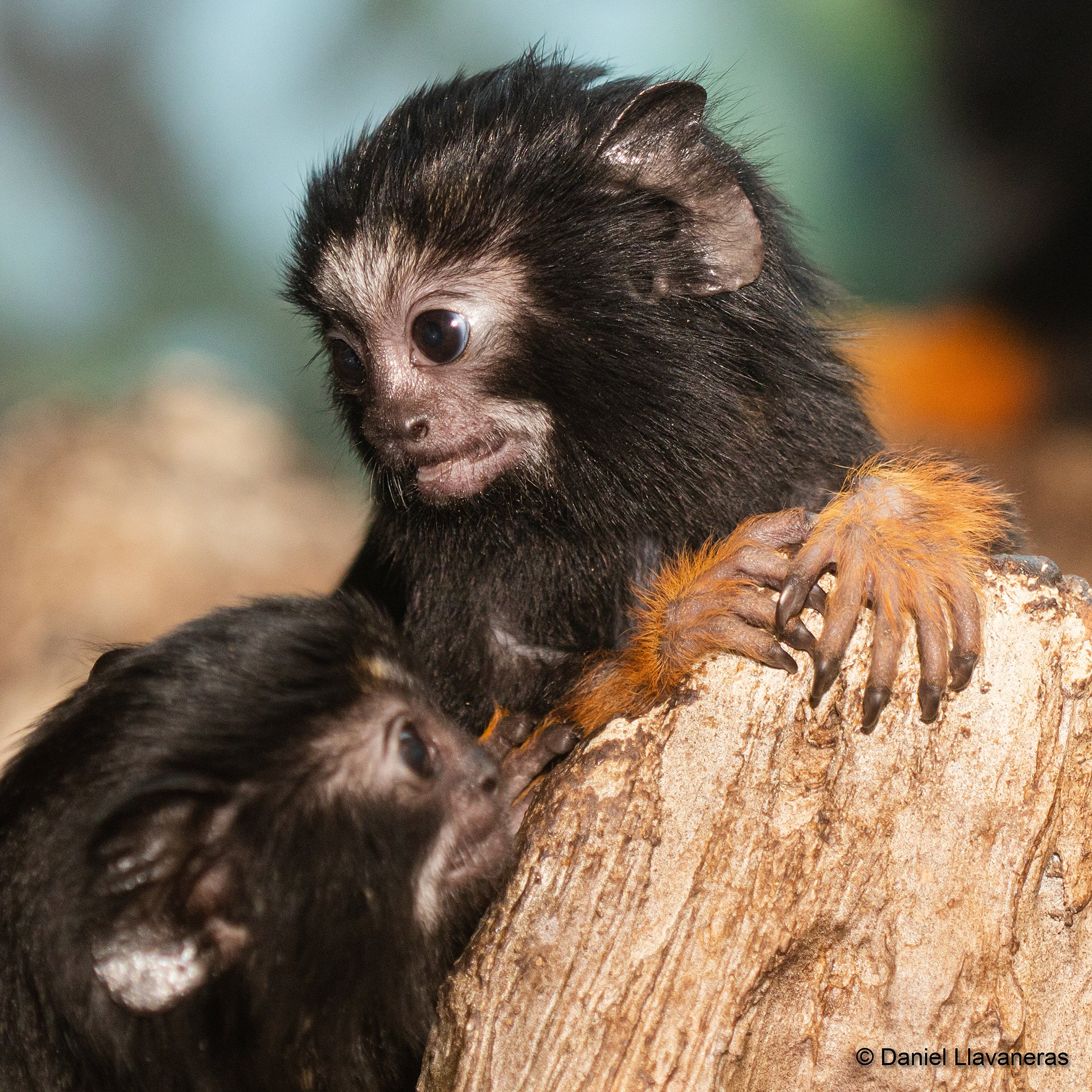 Red Handed Tamarin Baby