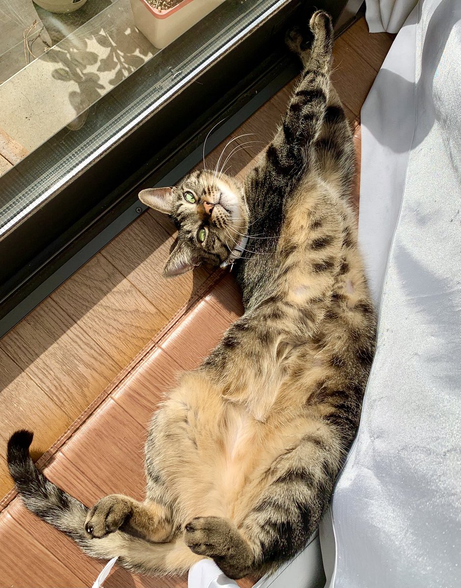 ももとら (@Momo_toramaru_) | Twitter