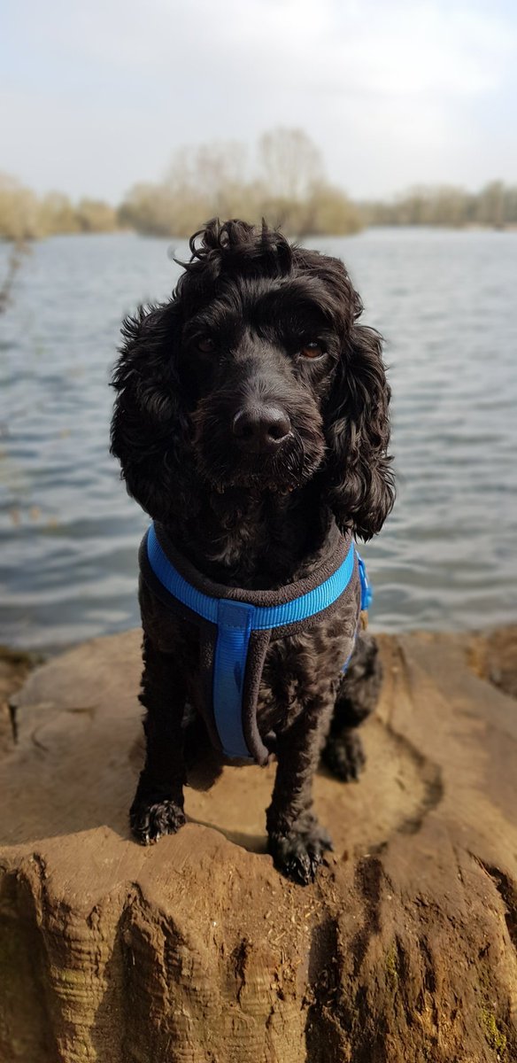 Jasper The Cockapoo (@Katie77191832) | Twitter